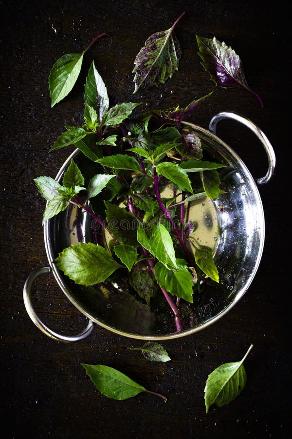 Basil stock image. Image of natural, nutrition, cooking - 33036667