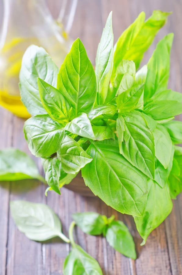 Basil stock photo. Image of culinary, health, leaf, growth - 34008840