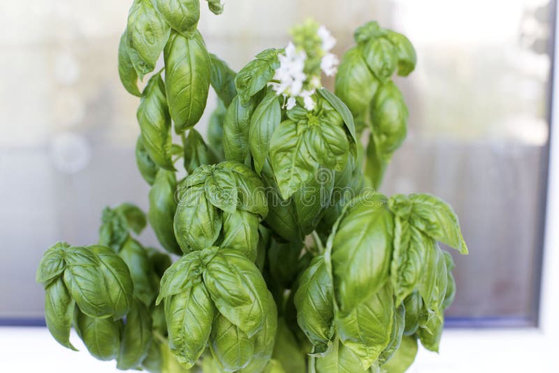 Basil stock photo. Image of angle, basil, green, leaves - 74301028