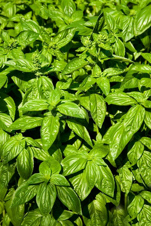 Basil stock photo. Image of bright, ingredient, green - 13867342