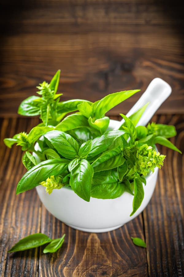 Basil stock image. Image of cuisine, healthy, freshness - 48347377