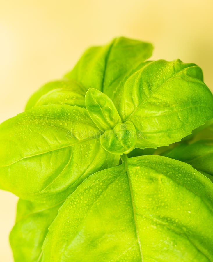 Basil stock image. Image of vegetarian, bazalka, yellow - 50571675