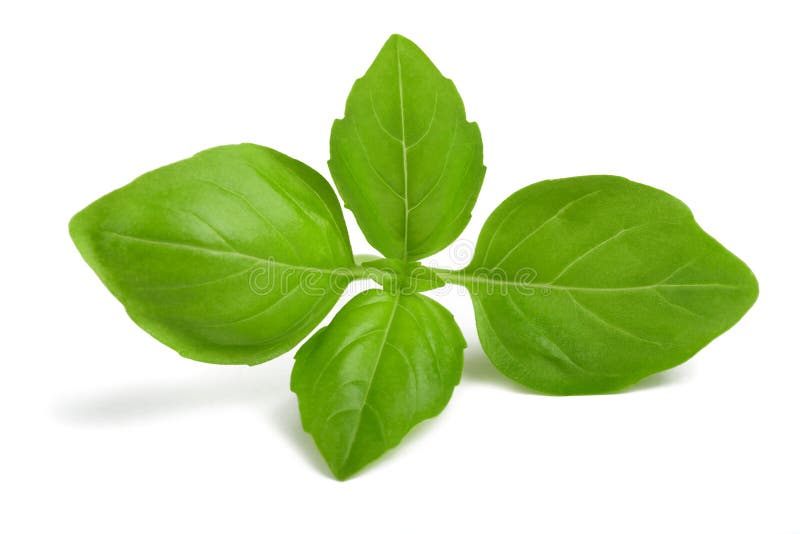 Sprig of basil stock image. Image of herb, meal, leaf - 24123279