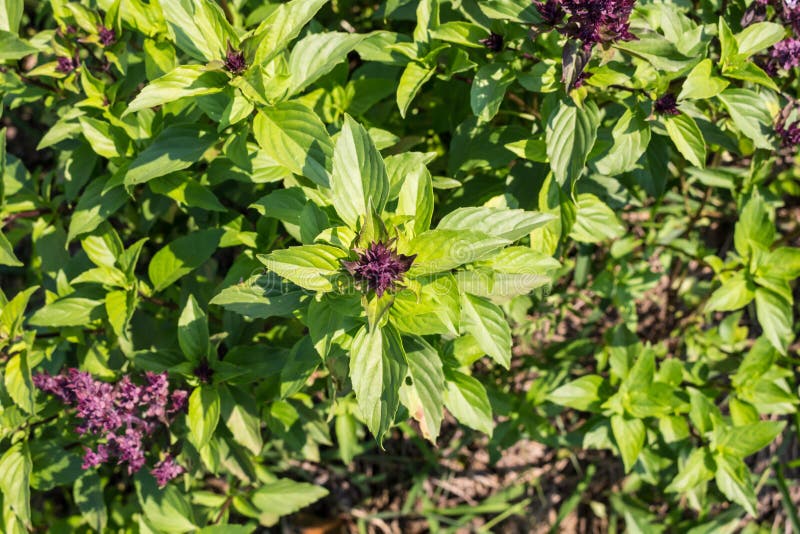 Basil garden stock photo. Image of nature, green, natural - 66611542