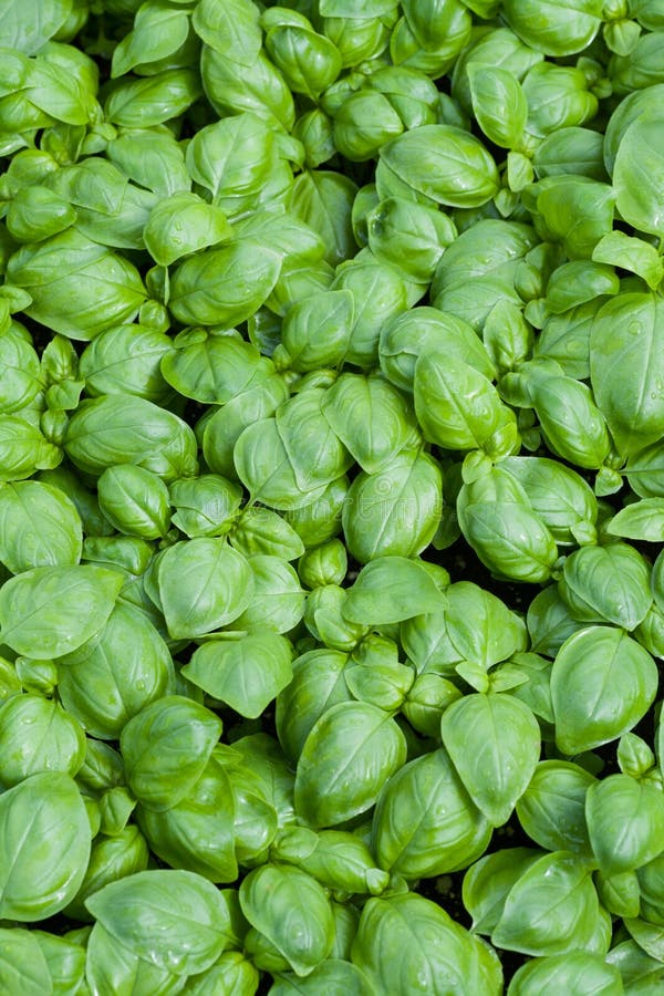 Basil stock image. Image of leaf, organic, scented, cultivated - 33984583