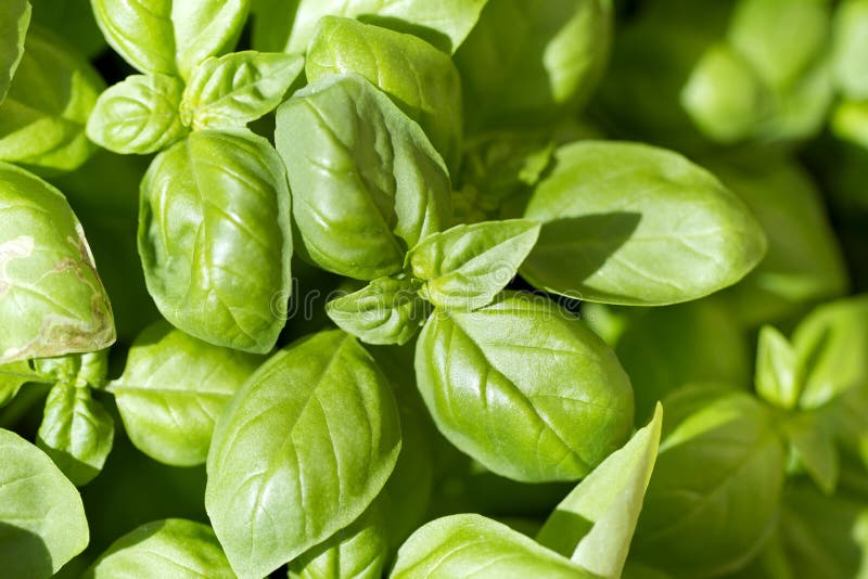 Basil stock image. Image of culinary, green, flavoring - 40529517