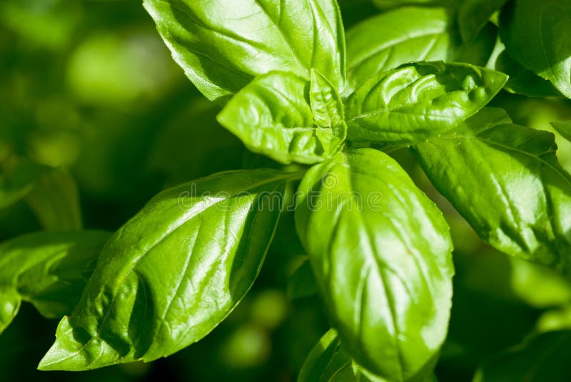 Basil stock image. Image of potted, fresh, taste, food - 2574605