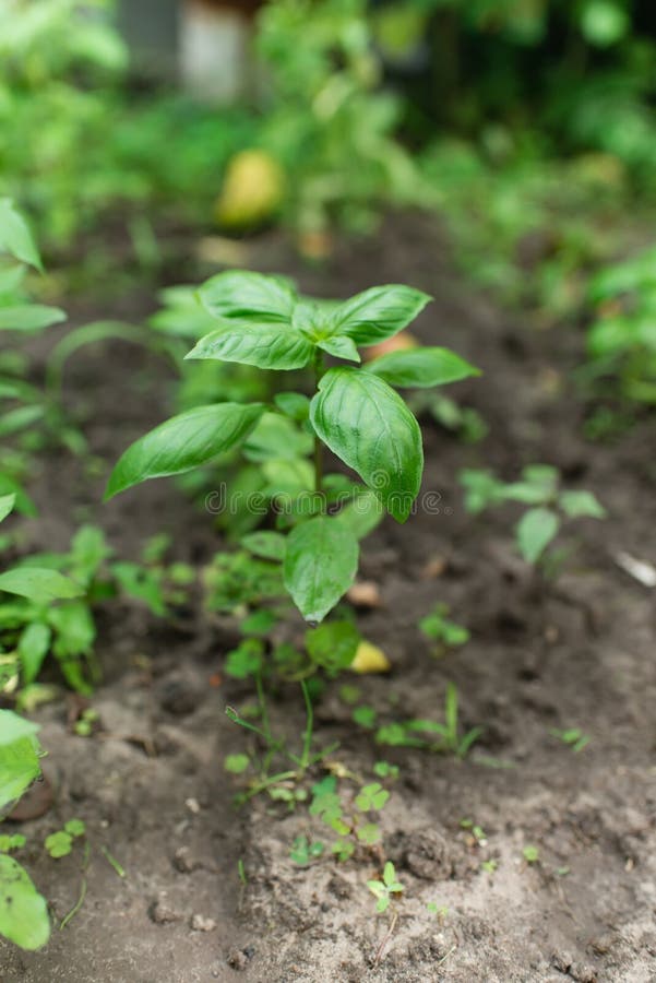 Basil green plants stock photo. Image of color, italian - 247650214