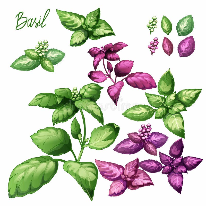 Basil stock vector. Illustration of botanical, green - 153687556