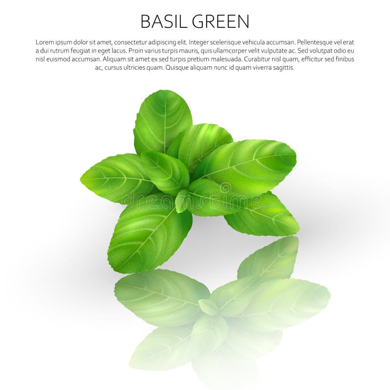 Basil Green with Reflection Stock Vector - Illustration of herb, plant ...
