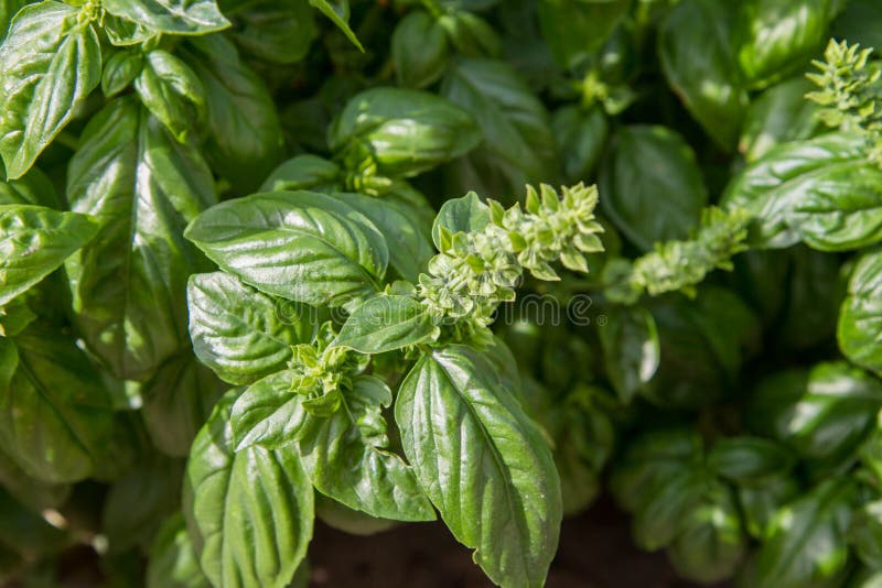 Basil growing in a garden stock image. Image of basil - 189029511