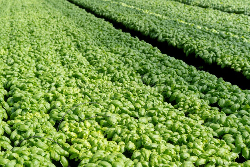 Basil Growing in Greenhouse Stock Image - Image of industry, green ...