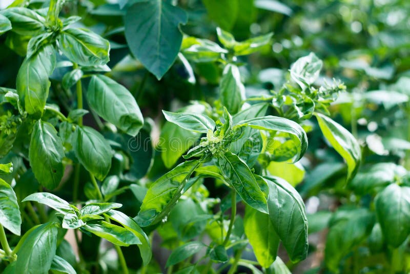 Basil Growing in the Greenhouse Stock Photo - Image of nature ...