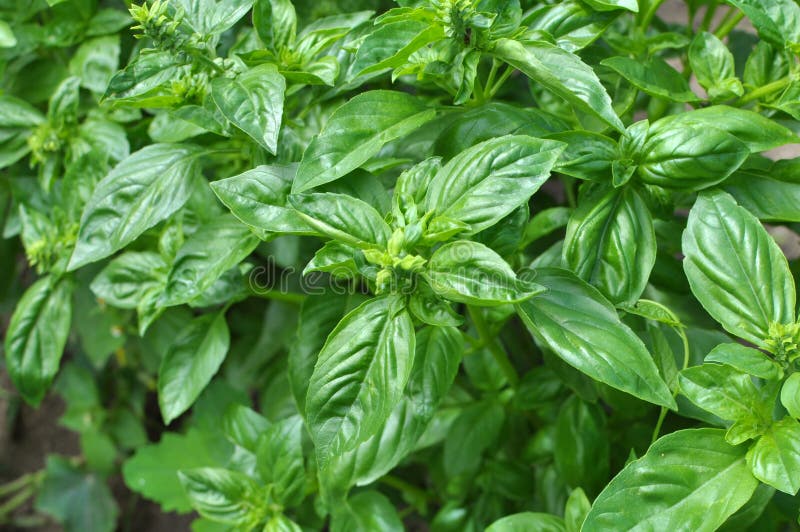 Basil grows in the garden stock photo. Image of herbal - 263726186
