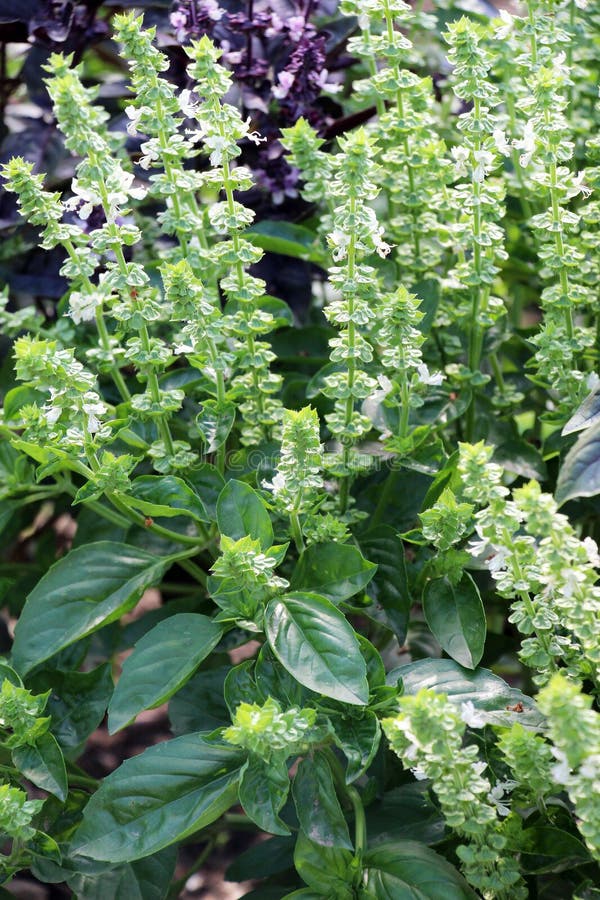 Basil grows in the garden stock photo. Image of green - 331395126