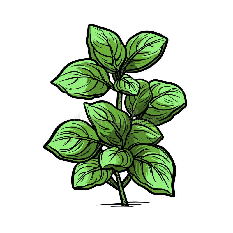 Basil Hand-drawn Illustration. Basil. Vector Doodle Style Cartoon ...