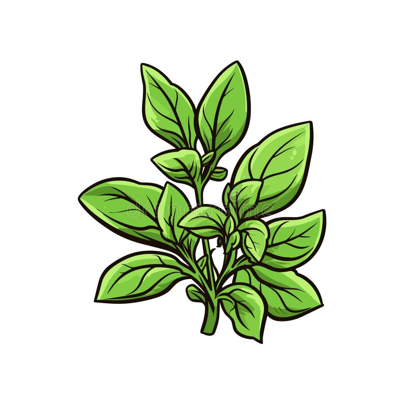 Basil Hand-drawn Illustration. Basil. Vector Doodle Style Cartoon ...