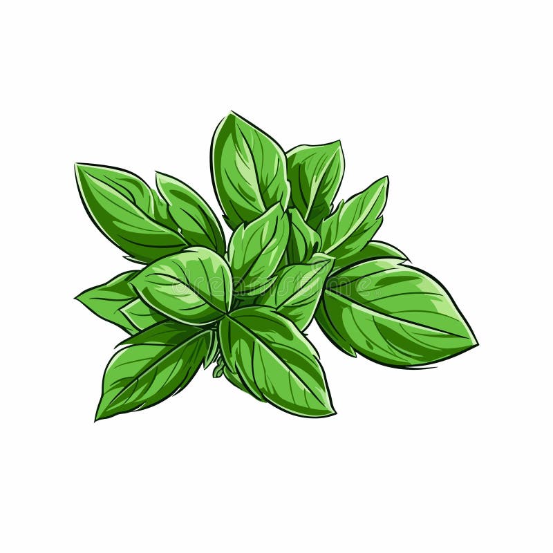 Basil Hand-drawn Illustration. Basil. Vector Doodle Style Cartoon ...