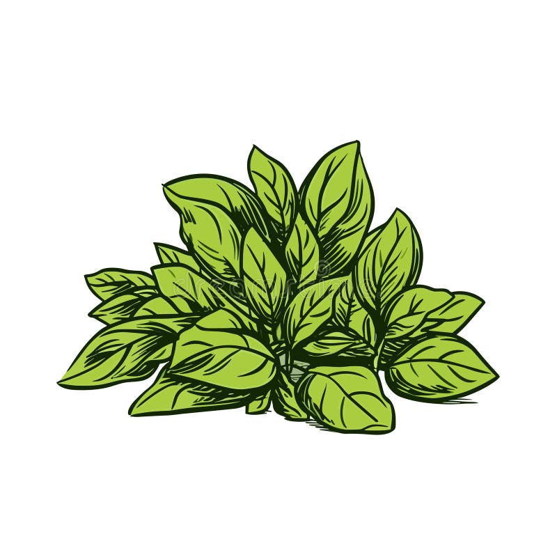 Basil Hand-drawn Illustration. Basil. Vector Doodle Style Cartoon ...