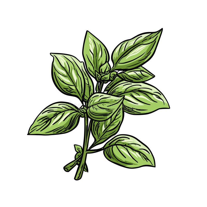 Basil Hand-drawn Illustration. Basil. Vector Doodle Style Cartoon ...