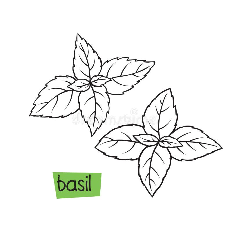 Basil Hand Drawn Sketch Illustration,isolated on the White Background ...