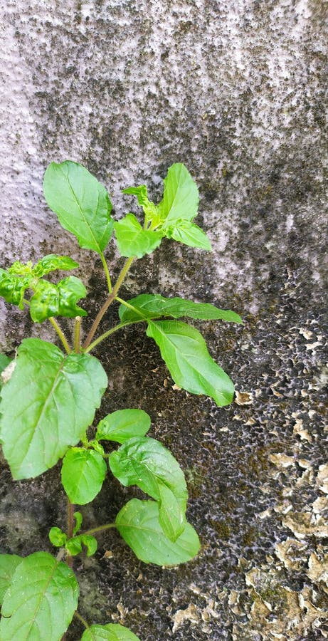 Basil herb alongside wall stock image. Image of basil - 260665359