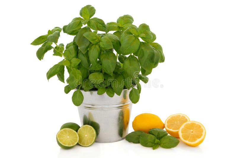 Basil Herb and Citrus Fruit Stock Photo - Image of lime, growth: 21746626