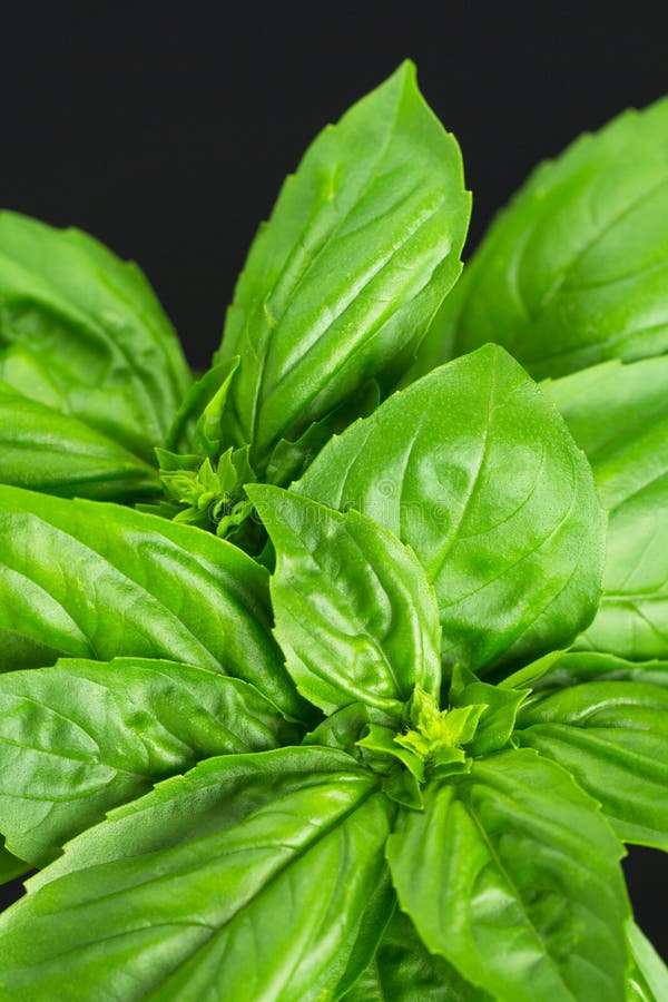 Basil herb close up stock image. Image of food, leaf - 41880013