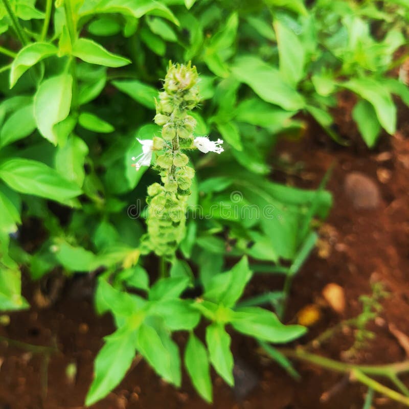 Basil Herb Flower that Grows Wild in a Garden Stock Image - Image of ...
