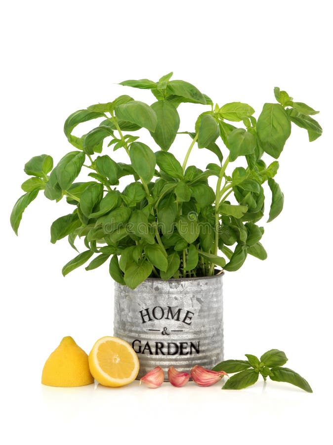 Basil Herb with Lemon and Lime Fruit Stock Photo - Image of basil, diet ...