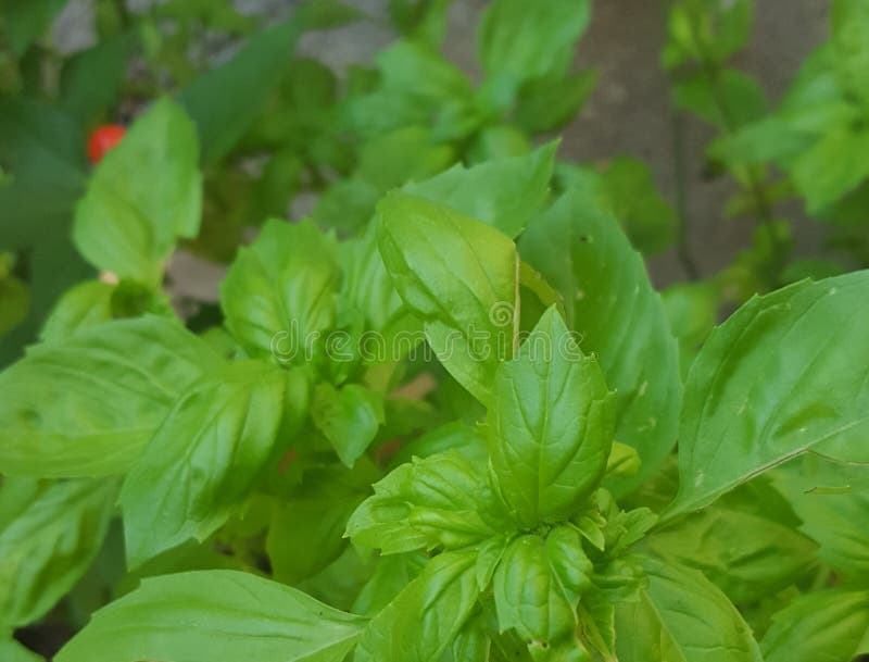 Basil herb stock photo. Image of nature, taste, herb - 159969384
