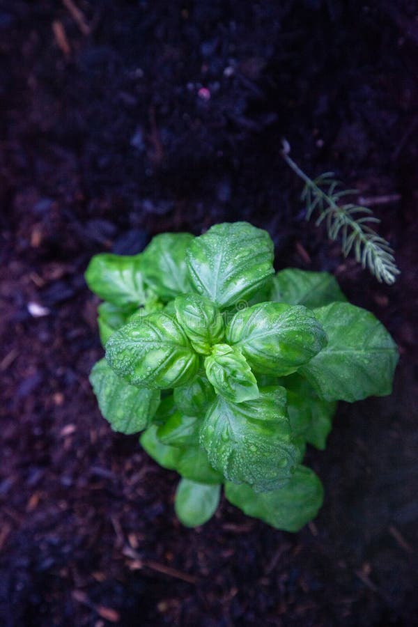 Basil Herb Plant in a Vegetable Garden Stock Image - Image of organic ...