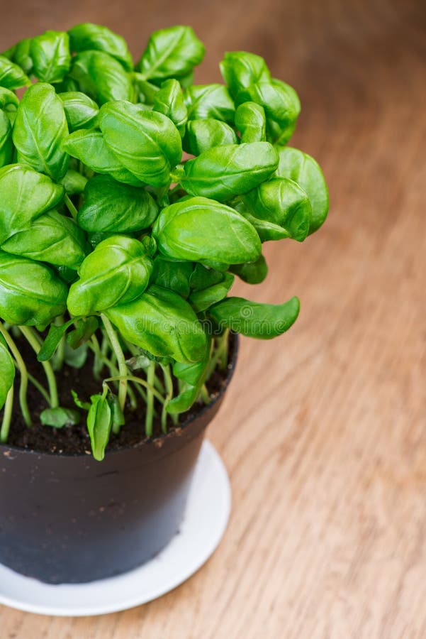 Basil Herb Plant on Wooden Table Stock Photo - Image of seasoning ...