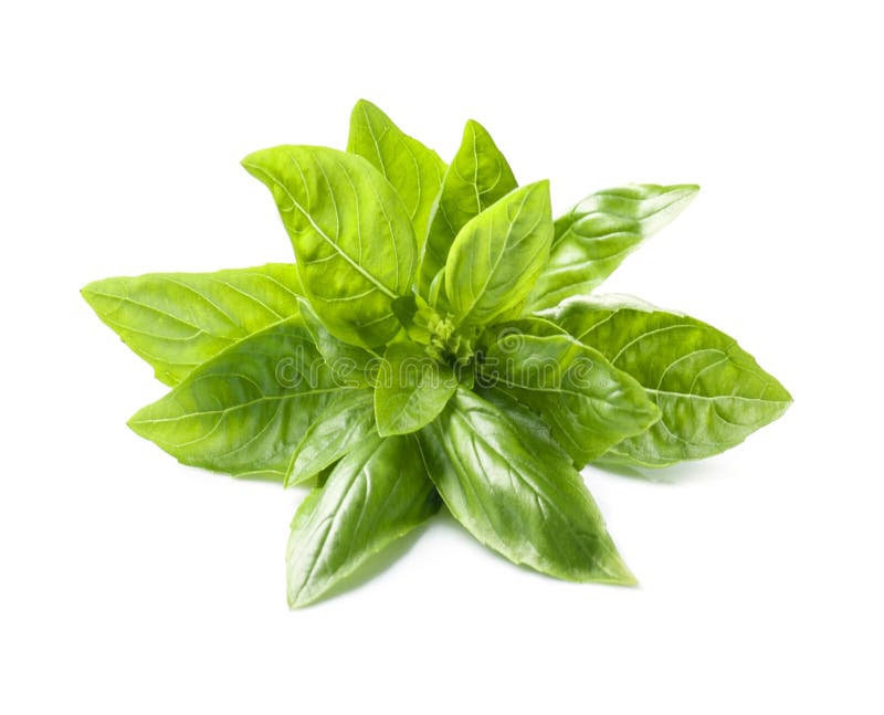 Basil herbal close up stock image. Image of cook, fragfrant - 264406521
