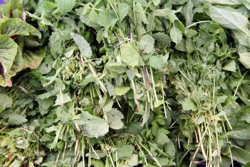 Basil and herbs on market stock photo. Image of plant - 32802948