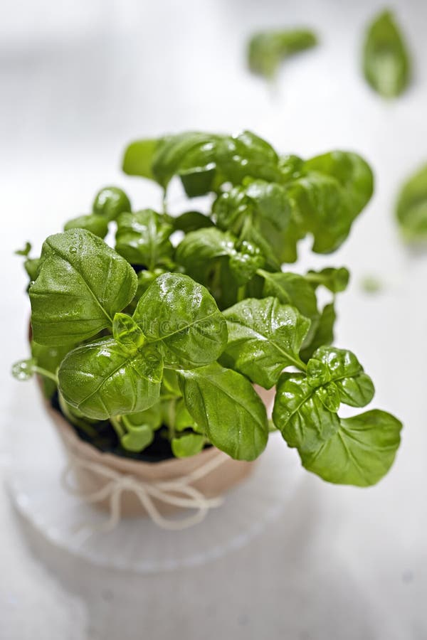 Basil herbs stock image. Image of color, food, basil - 88701567