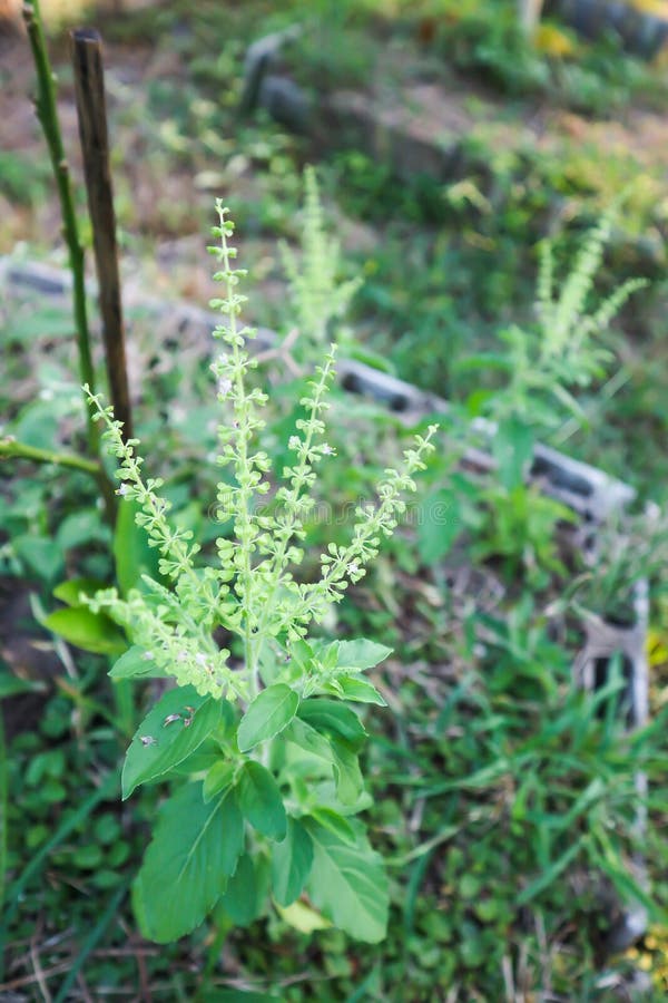 Basil or Holy Basil, Sweet Basil Stock Image - Image of growth, basil ...