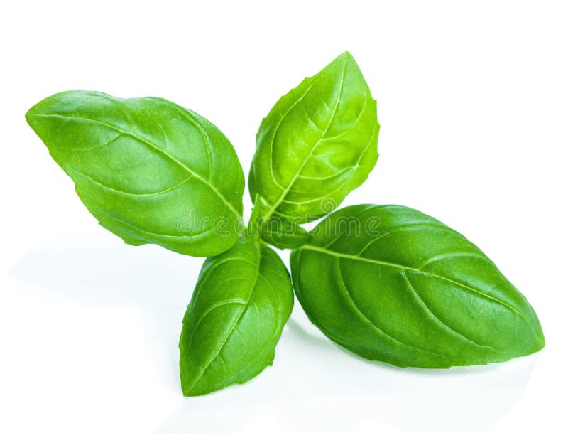 Single basil leaf stock image. Image of basil, nature - 3473755