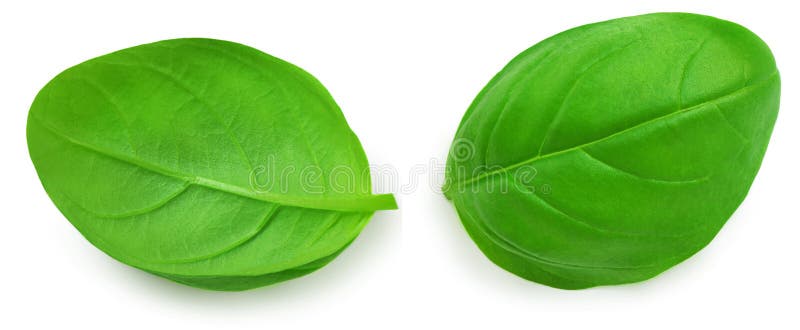 Basil Isolated. Basil Leaf on White Background. Basil Leaves Basic ...