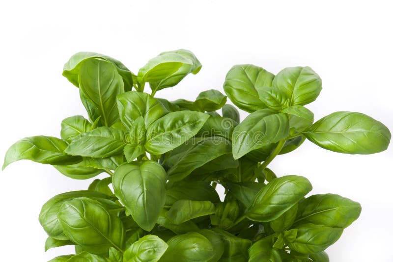 Basil isolated stock image. Image of basil, growth, background - 61484705
