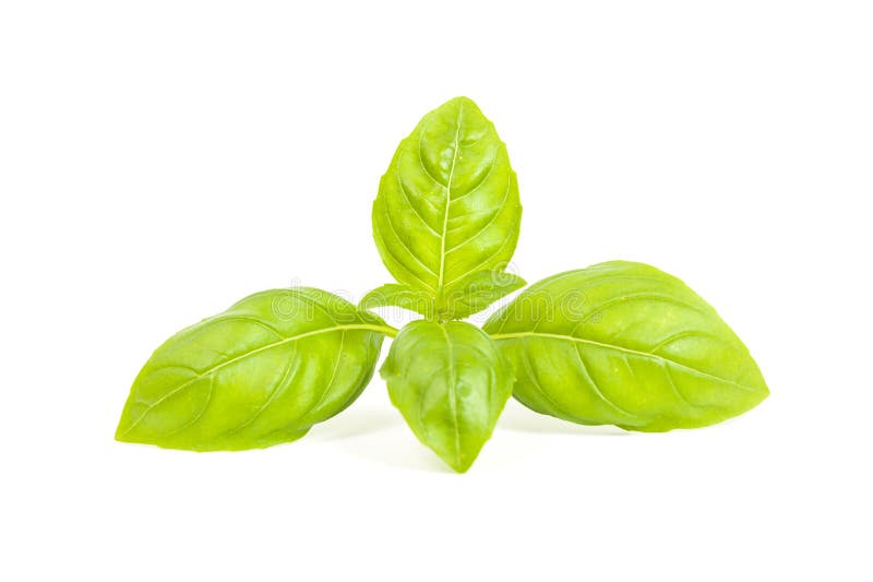 Basil isolated stock image. Image of culinary, botanical - 287657777