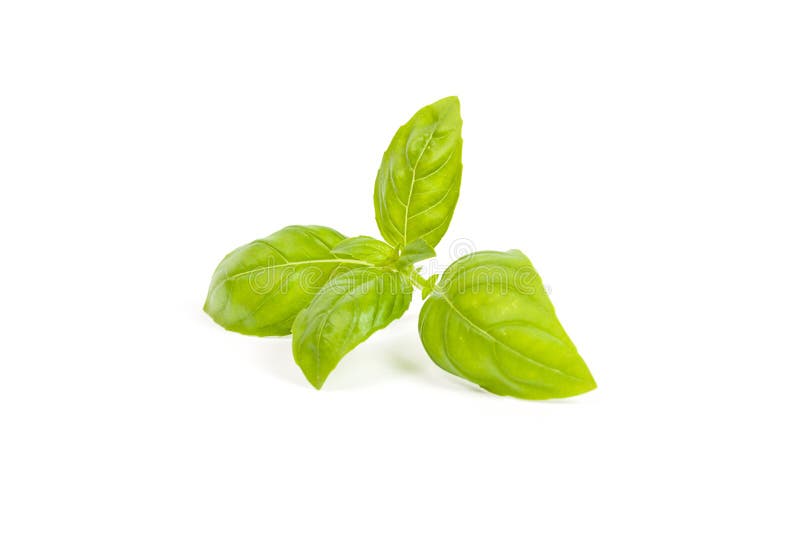Basil isolated stock image. Image of natural, growth - 293016413