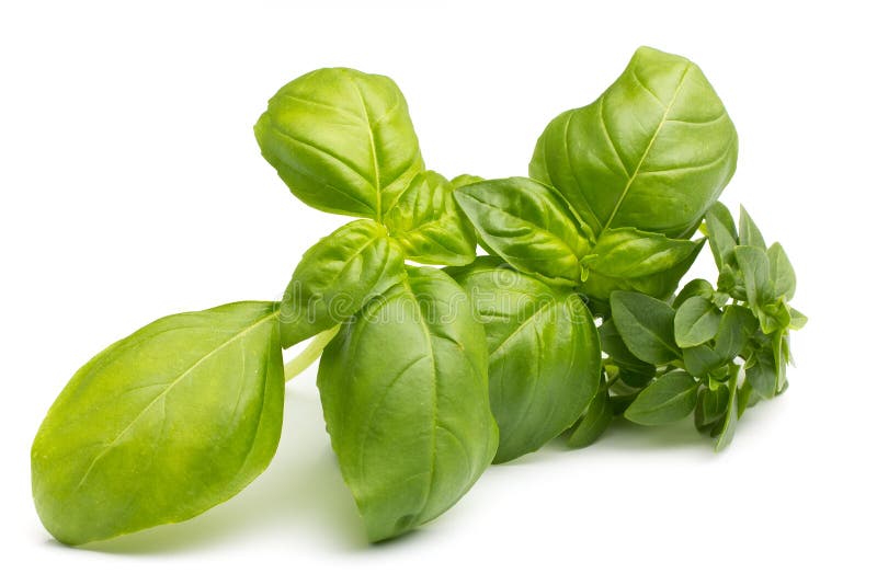 Basil. stock photo. Image of spice, vegetarian, healthy - 33076578
