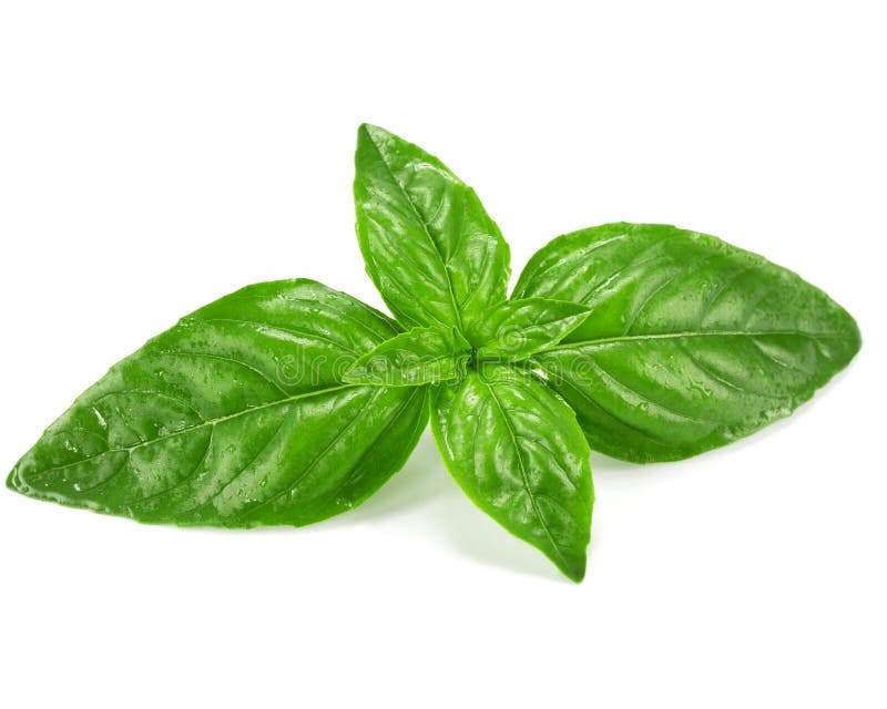 Basil Sprig stock photo. Image of ingredient, sprig, garnish - 4418502