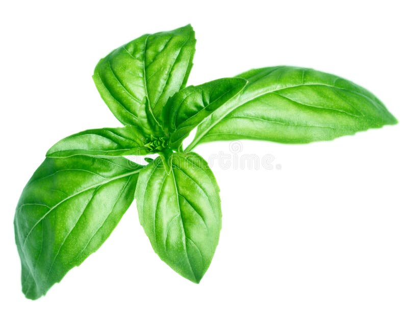Basil Sprig stock photo. Image of ingredient, sprig, garnish - 4418502