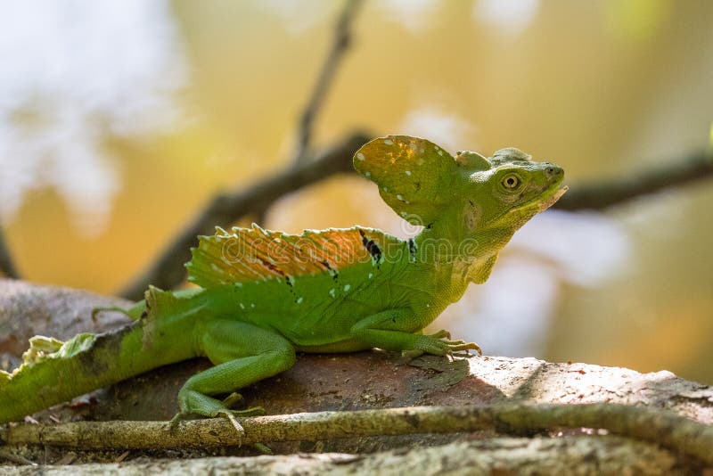 Basil or Jesus Christ Lizard, on a Branch Over Water Stock Photo ...