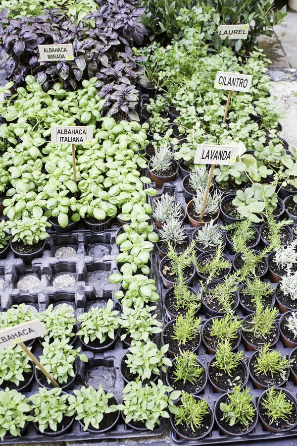 Basil and lavender stock photo. Image of aroma, herb - 43722404