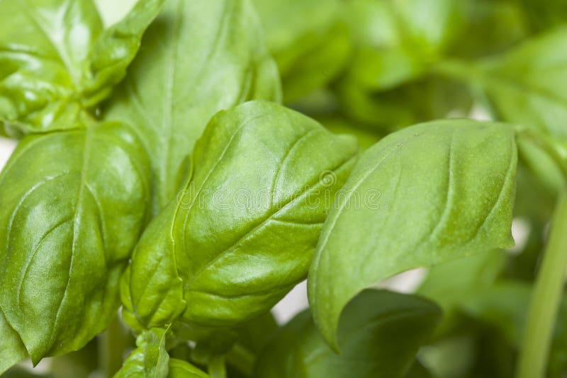 Basil leaf stock photo. Image of close, italien, green - 89845400