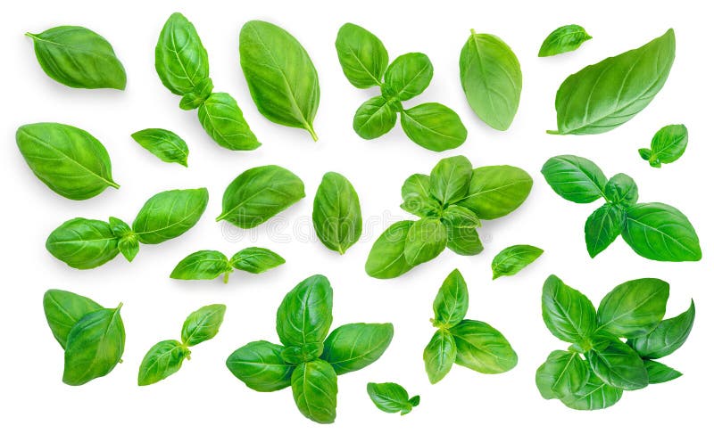 Basil Leaf Collection Isolated on White. Organic Green Basil Leaf Set ...