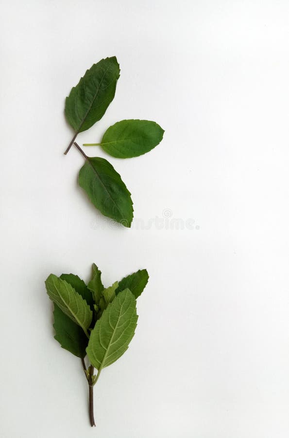 Basil Leaf stock image. Image of devotion, herb, fresh - 102012525